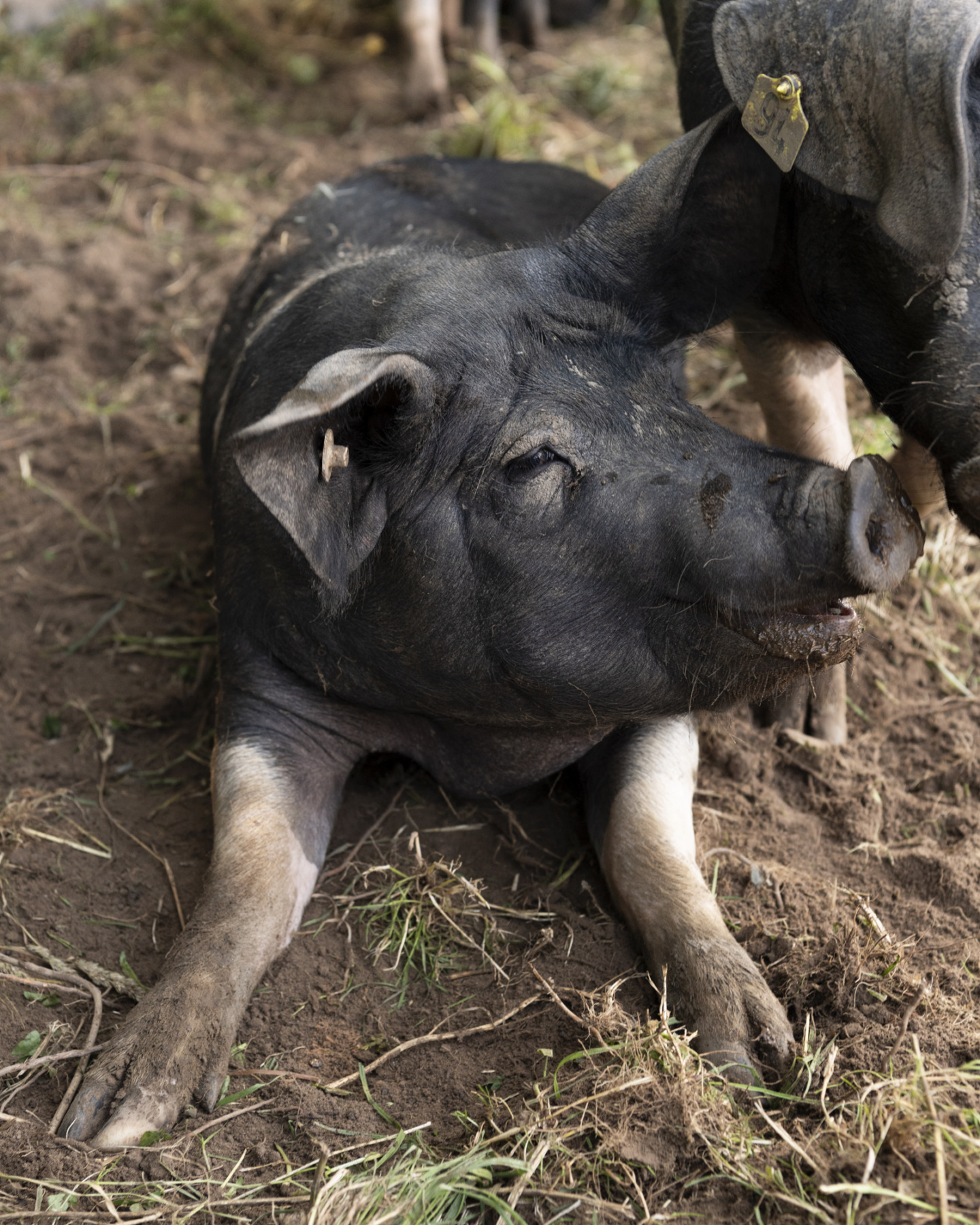 Rare pig breeds