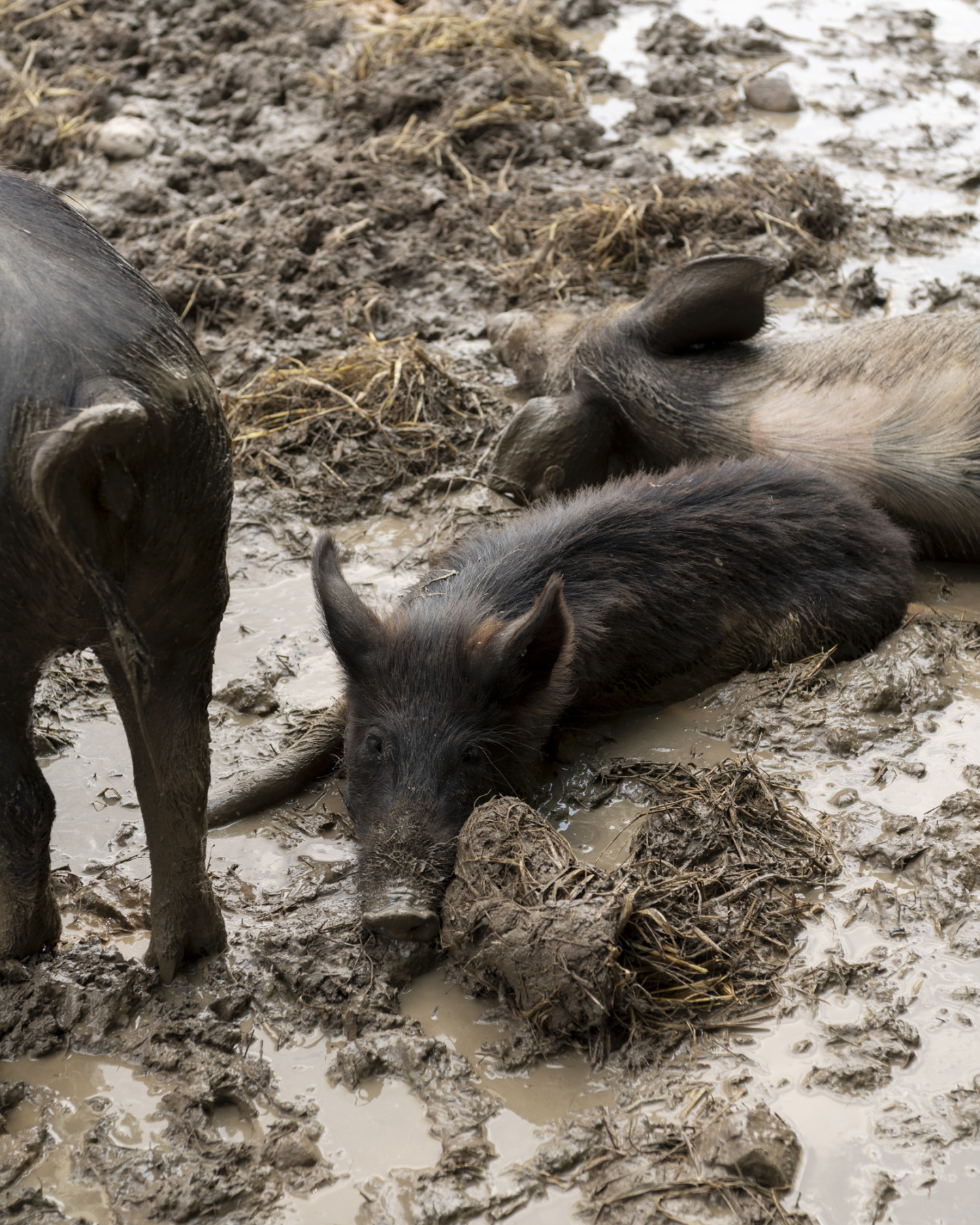 Rare pig breeds