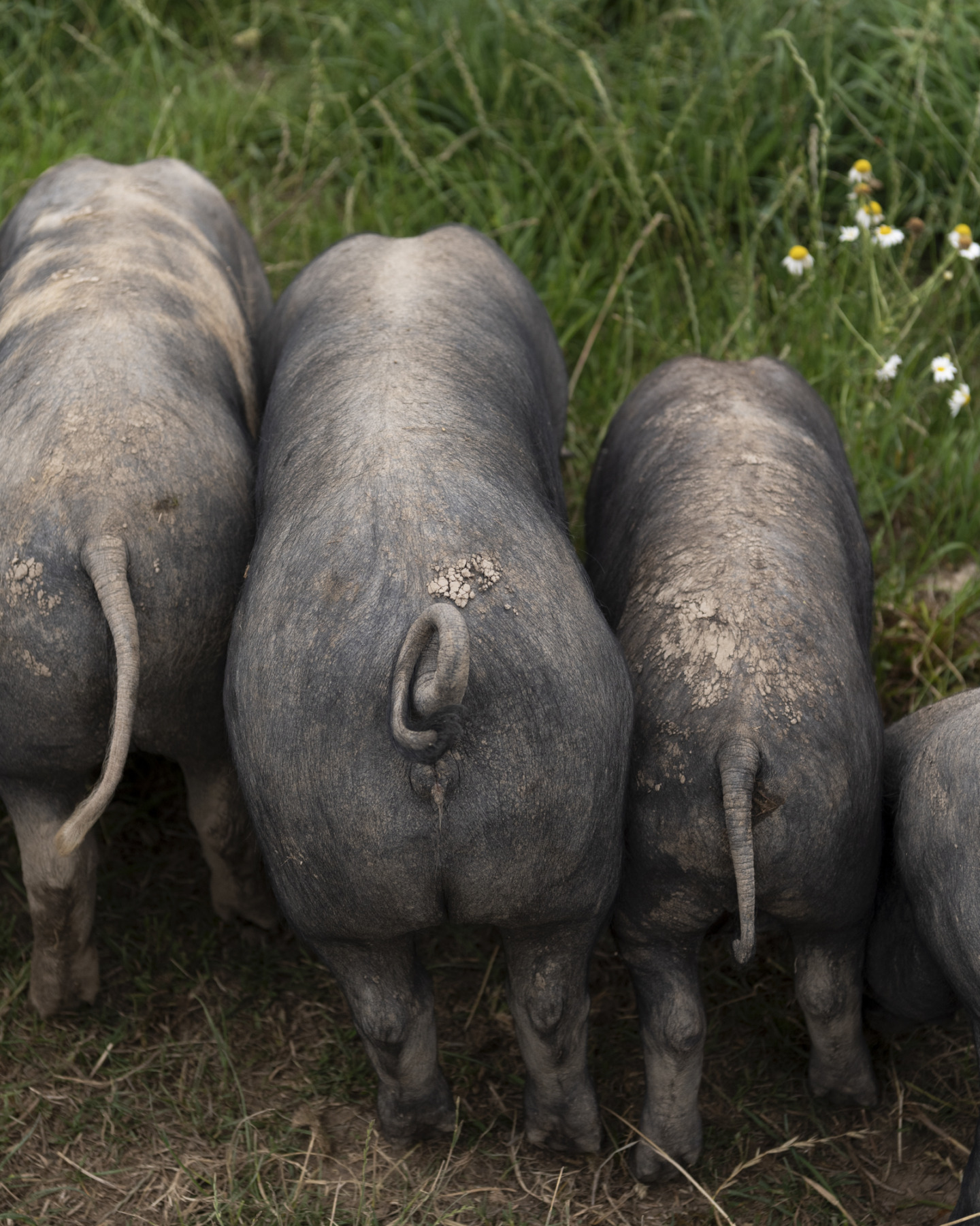 Rare pig breeds